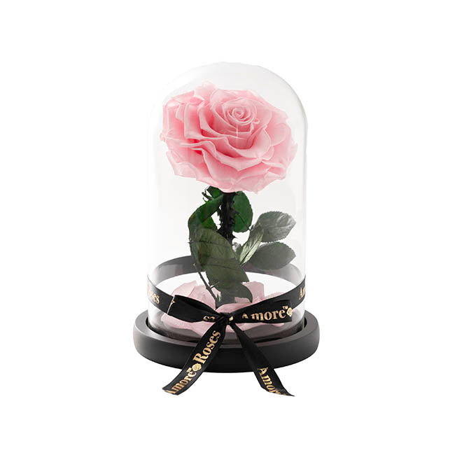 Amore Forever Rose Single Stem Cloche Pink (12cmDx20cmH) – The Soft Toy ...