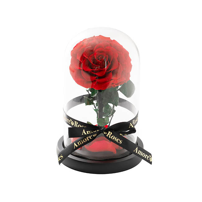Amore Forever Rose Single Stem Cloche Red (12cmDx20cmH) – The Soft Toy Shop